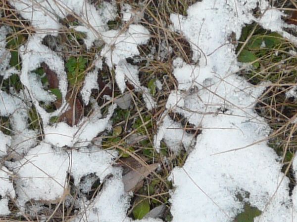 frozen ground texture 0030 - Texturelib